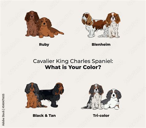 Cavalier King Charles Spaniel Colors Cute Dog Characters In Various