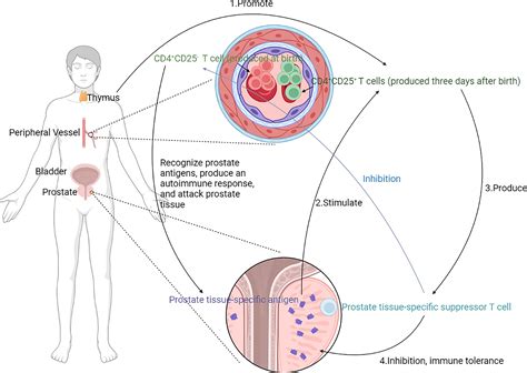 Frontiers Preclinical Models And Evaluation Criteria Of Prostatitis