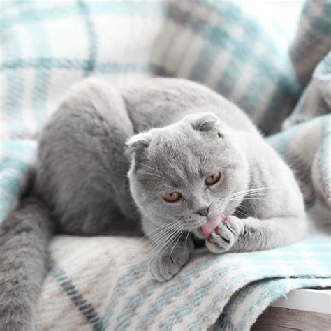 Veterinary Surgery In Seattle Seattle Veterinary Surgeons