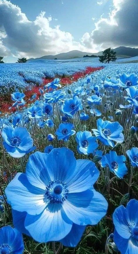 Beautiful Blue Flowers Blue Flowers In Nature