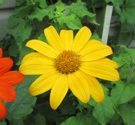 Mexican Sunflower Plants Tithonia Diversifolia Yellow