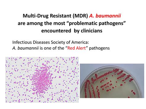Solution Multidrug Resistant Acinetobacter Baumannii Inside And