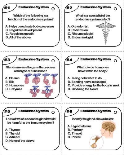 Endocrine System Task Cards Teaching Resources