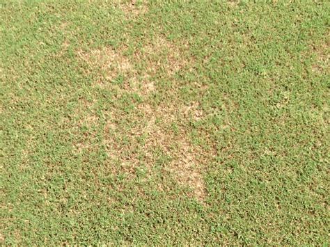 Jupiter Country Club Agronomy Tropical Signalgrass