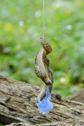 Great Grey Slug Limax Maximus Mating Editorial Stock Photo Stock Image Shutterstock