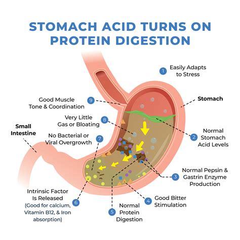 Gut Health Restored Protein