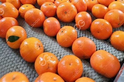 Automatic Citrus Fruits Washing And Waxing Processing Line