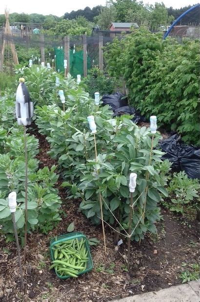 Planting Runner Beans