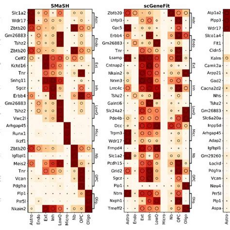 Dotplots Of The Marker Genes Found For The Kleshchevnikov Dataset Download Scientific Diagram