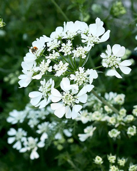 ‘white Lace Orlaya Pollinator Flowers Renees Garden