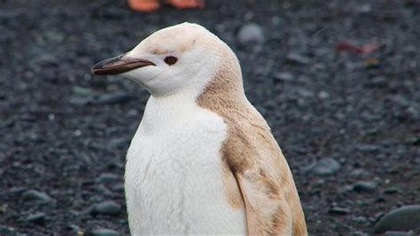 Rare Albino Penguin Spotted Chilling On The Shores Of Antarctica