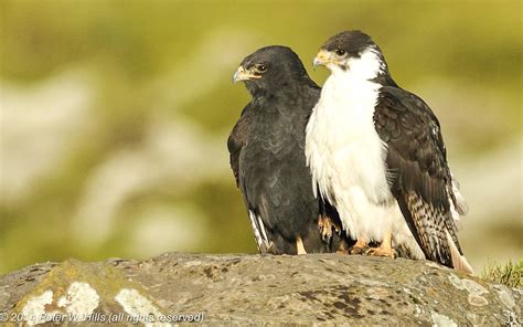 Buzzard Augur Buteo Augur Dark And Light Morph Ethiopia World Bird Photos