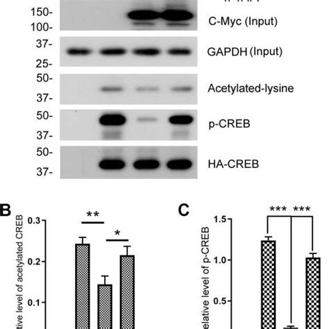 Sirt1 Deacetylates Creb And Inhibits Phosphorylation Of Creb At Ser133 Download Scientific