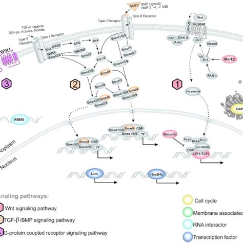 Schematic Diagram Showing Cell Pathwaysfunctions To Which The Download Scientific Diagram