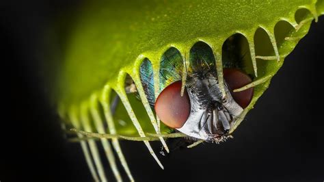 Deadly Carnivorous Plants Worlds Most Spectacular Plants Episode 3