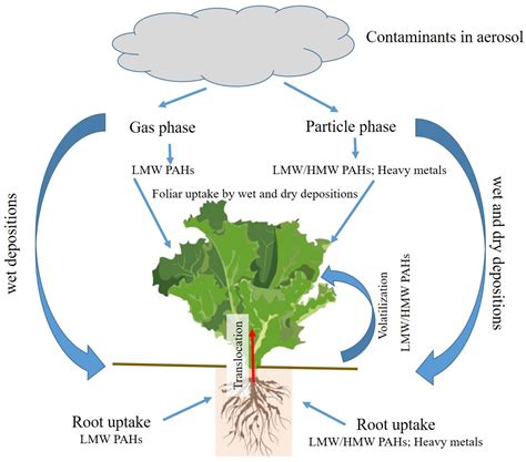 Garden Plant Absorption Of Pollution Environmental Impacts Of Air
