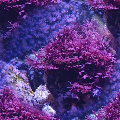 Colorful Background Colorful Plants And Microorganisms In The Aquarium