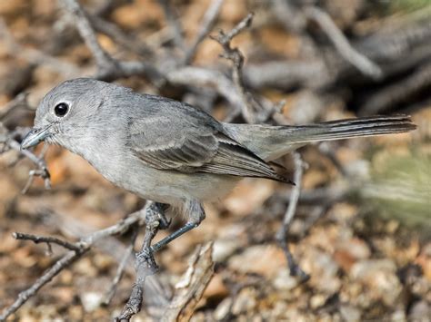 Birding Arizona World Bird Traveler