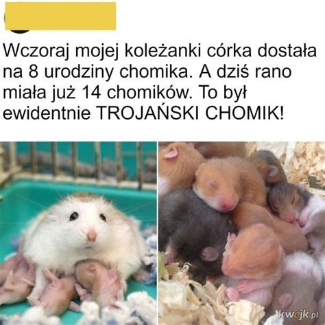Chomik Memy Part1 Samequizy