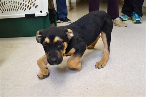 Do Puppies Have Bowed Legs