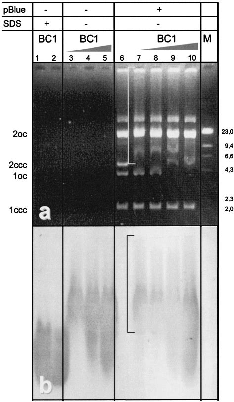 Comparison Of The Migration Behaviors Of Plasmid Dna Pbluescript Download Scientific Diagram