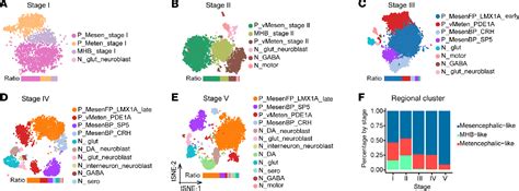 Figure 2 From Human Midbrain Dopaminergic Neuronal Differentiation