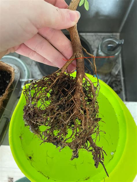 Finding Root Flare Help R Tree