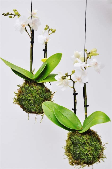 Kokedama Moosball Weiße Orchidee Orchideen Hängende Pflanzen Hängender Garten