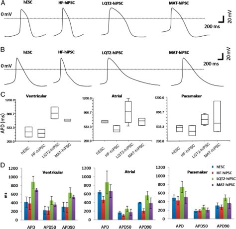 Electrophysiology Analysis Of Cardiomyocytes A Action Potential