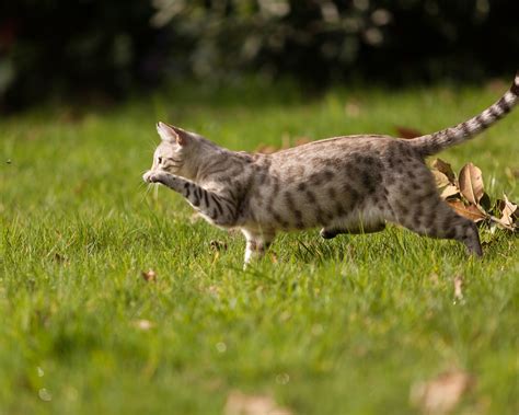 Wallpaper Cat Run In The Grass 1920x1200 Picture Image