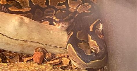 Im A Snek Meme On Imgur