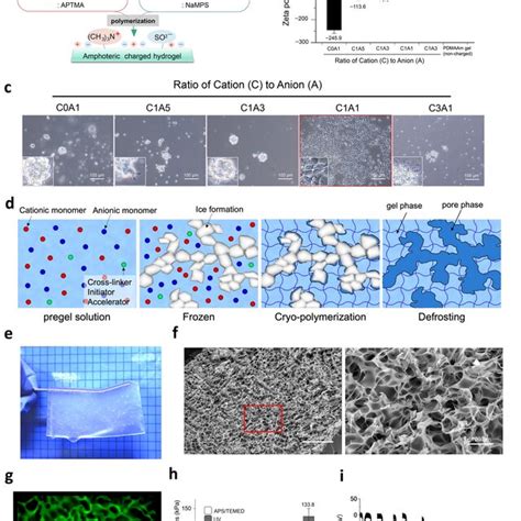 Engineering Of An Optimized Hydrogel With A Porous Structure For 3d