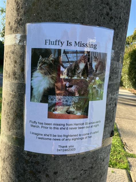 Missing Cat Poster Found In Buninyong R Ballarat