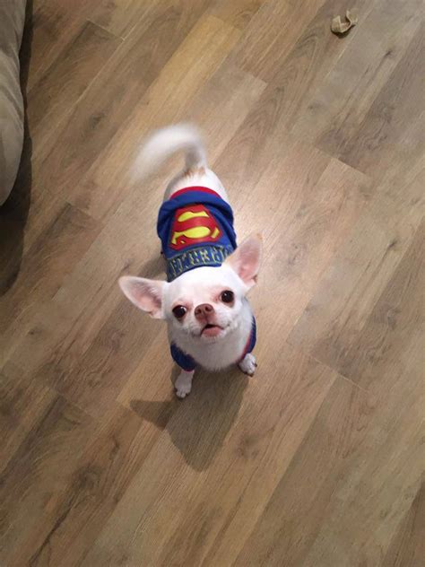 ציוואווה לזיווג ‎ציוואווה לזיווג‎ Added A New Photo