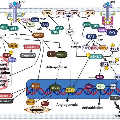 Epo And Epor Activate Jak2 Stat3 And Stat5 Pathways During The Download Scientific Diagram