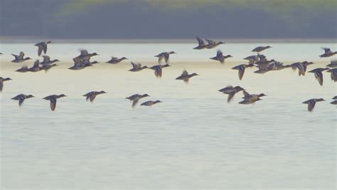 Wild Ducks Flying Over Water Anas Stock Footage Video 100 Royalty Free 1062356971 Shutterstock
