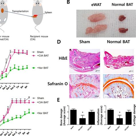 PDF Brown Adipose Tissue Ameliorates Autoimmune Arthritis Via
