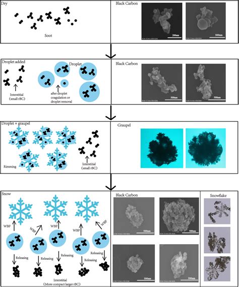 Schematic Illustration Of The Interaction Between Black Carbon And Download Scientific Diagram