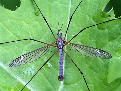Tipula Luna Naturbasen