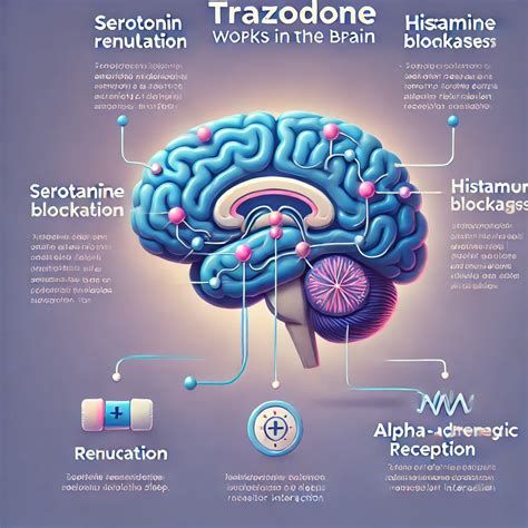 How Trazodone Works A Comprehensive Guide Trazodonesuc