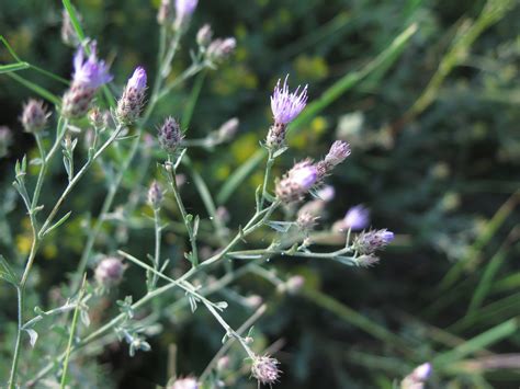 Diffuse Knapweed Uses