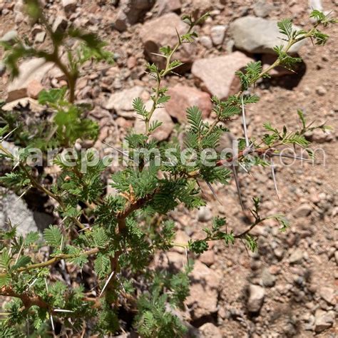 Vachellia Caven Roman Cassie Buy Seeds At