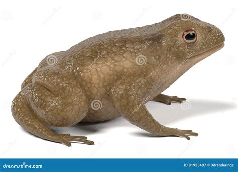 Bufo Bufo Stock Illustration Illustration Of Animal 81923487