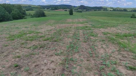 Vasaras Rapsis Latgalē Basf Lauksaimniecības Risinājumi Latvijā