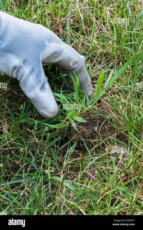 Glove Protected Hand Removing Patch Of Digitaria Ciliaris Crabgrass