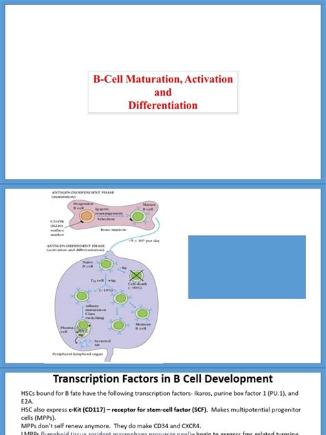 B Cell Maturation And Differentiation Overview Pdf B Cell Antibody