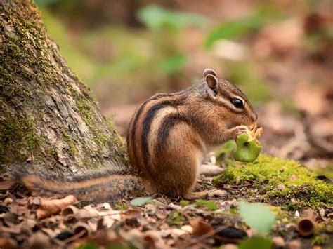 Download Chipmunk Eating A Leaf Picture