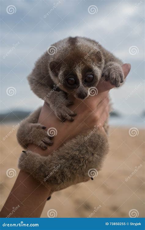 Slow Loris In The Hand Of Women On The Beach Stock Image Image Of