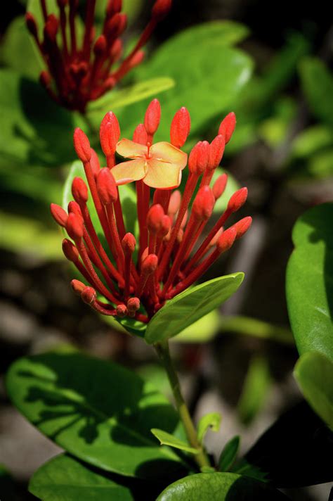 Ixora Saturated Photograph By Michelle Medvec Fine Art America