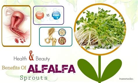 Alfalfa Health Benefits